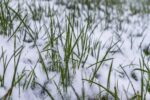 Can I Mow the Lawn in Winter?