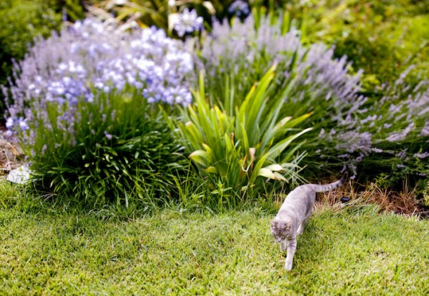 Watering your Austin Lawn: Tips, Schedules and Restrictions you Need to ...
