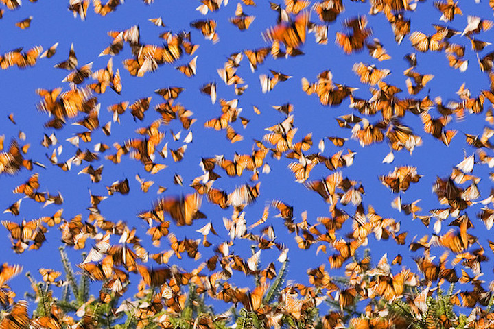 19 Amazing Facts About the Monarch Butterfly