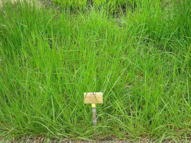 5 Best Grass Types for Your Atlanta, GA, Lawn