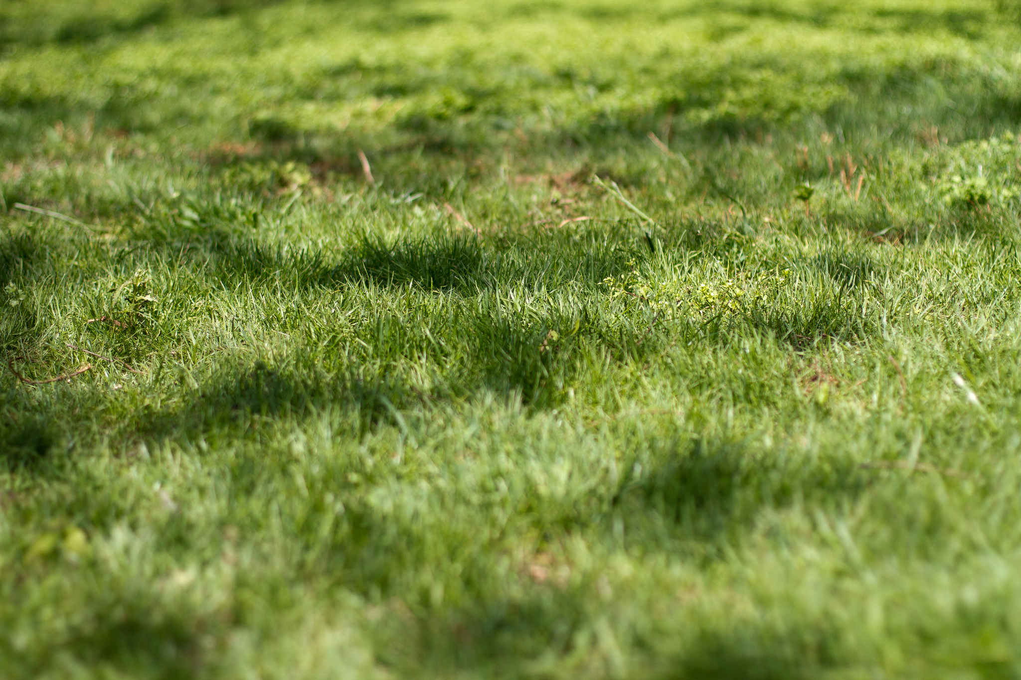 Fall Lawn Care Tips for Raleigh, N.C., Homeowners
