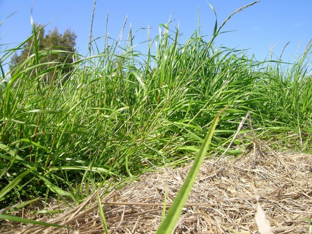 The 3 Best Grass Types for Your Denver Lawn - Lawnstarter