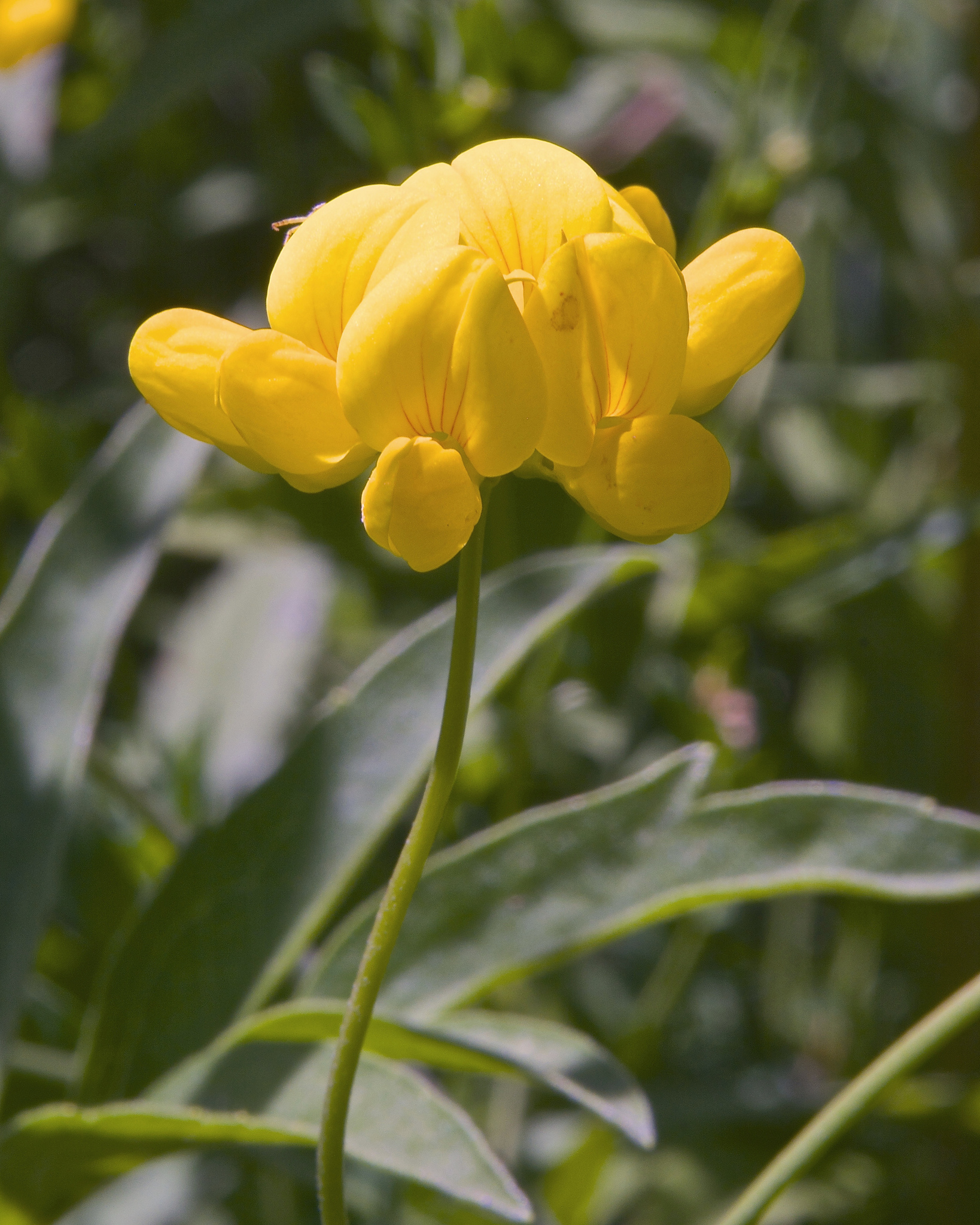 5 Pretty Weeds That Grow in Raleigh, North Carolina