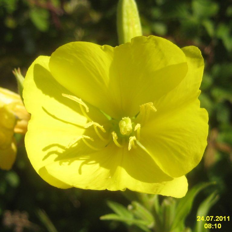 5 Pretty Weeds That Grow in Raleigh, North Carolina