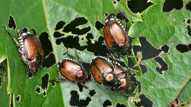 15 Common Insect Pests Damaging Your Lawn