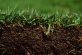 4 Best Grass Types for Indianapolis Lawns - Lawnstarter