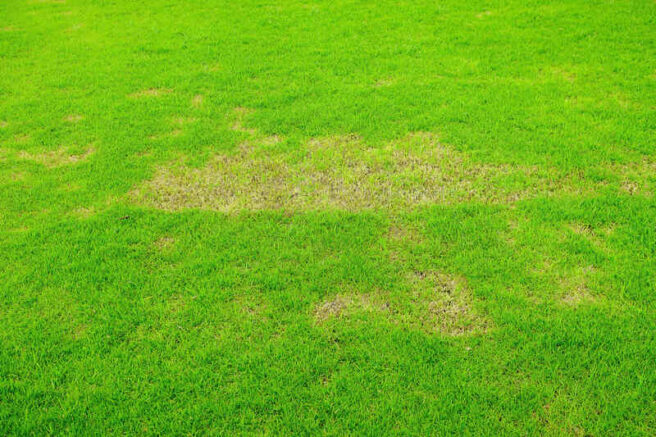 Large Patch Lawn Disease Demystified: Identification and Prevention Tips