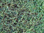 Best Grass Seed for Arkansas