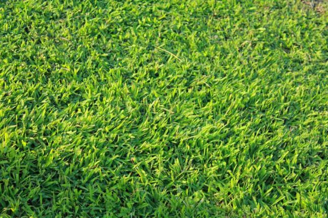 4 Best Grass Types in Greenville, S.C.