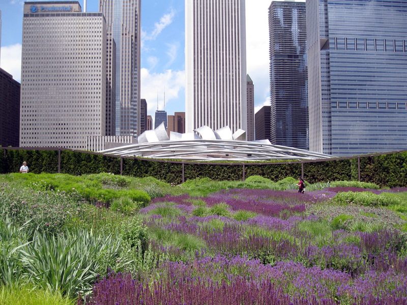 10 Native Flowers That Will Thrive In Your Chicago Garden - LawnStarter