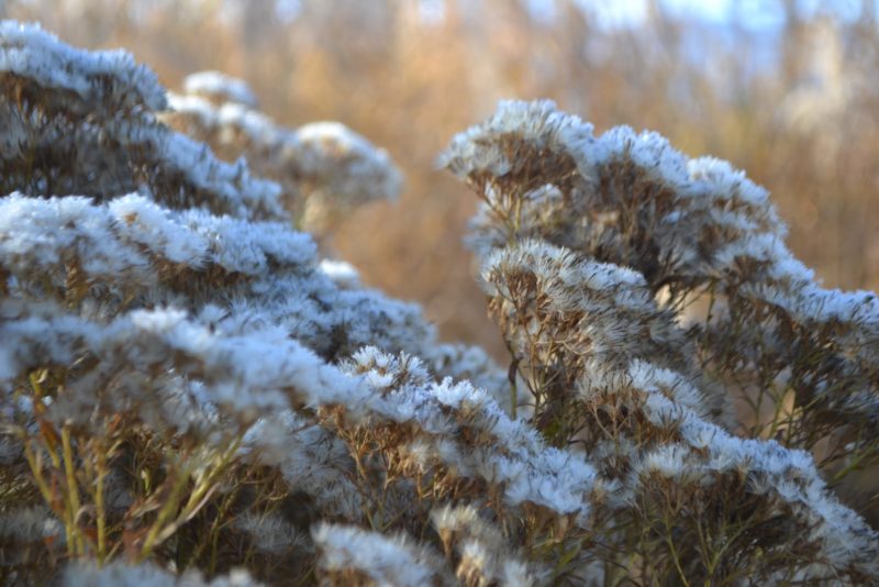 5 Native Plants That Will Withstand the Cold in Colorado Springs