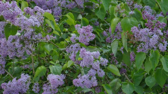 How to Prune Lilac Bushes Like a Pro