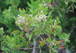 Best Native Plants for Your Austin Garden - Lawnstarter