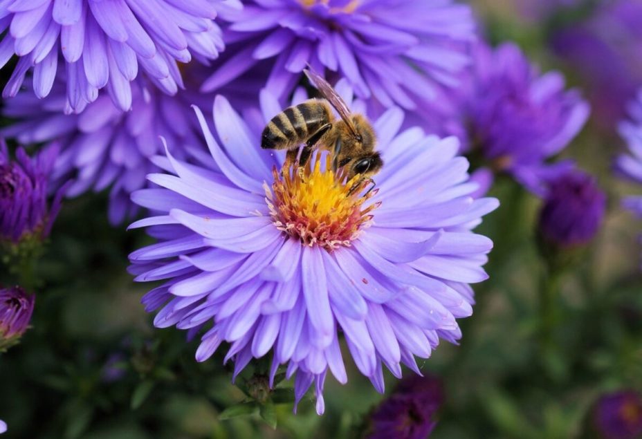 How to Build a Bee Lawn to Help Pollinators