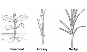 How to Spray Lawns for Weeds, Safely and Effectively - Lawnstarter