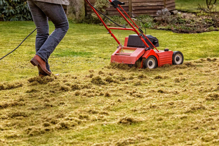 How to Dethatch Your Lawn