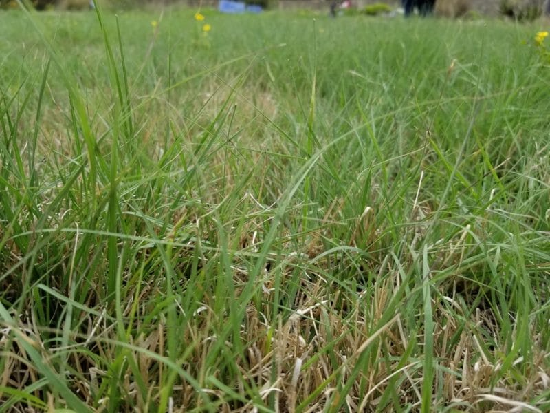 Native Grasses: Are They Right for Your Lawn? - Lawnstarter