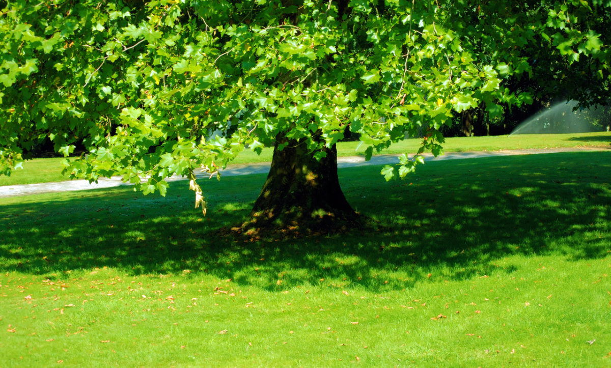 How to Grow Grass in the Shade - Lawnstarter