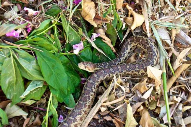 Snakes in the Garden: What to Do