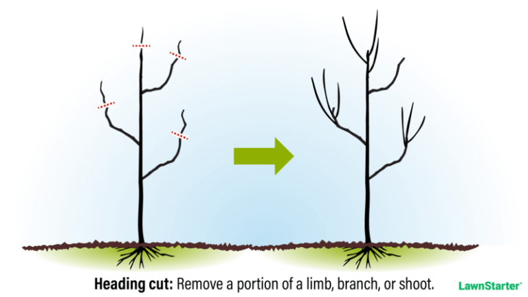 When, Why, How to Prune Apple Trees