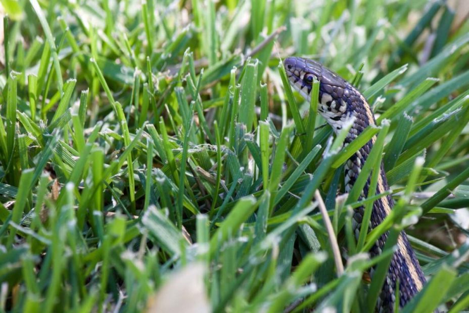 Snakes in the Garden: What to Do