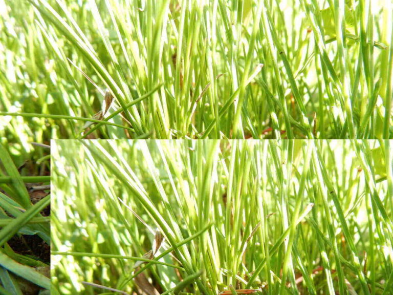 How to Overseed in the Fall With Fescue