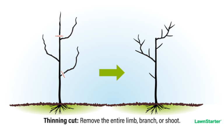 Pruning 101: How to Trim Bushes, Hedges, and Shrubs