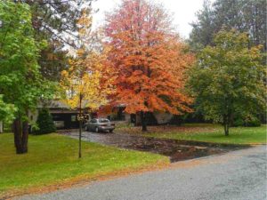 Front Yard Tree Placement: How to Pick, Plant Showpiece Trees