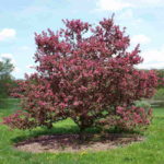 Front Yard Tree Placement: How to Pick, Plant Showpiece Trees