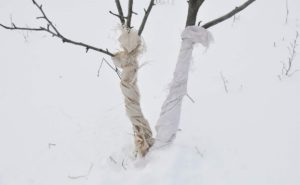 Tree Wrap: What It is, Why to Use It, and How