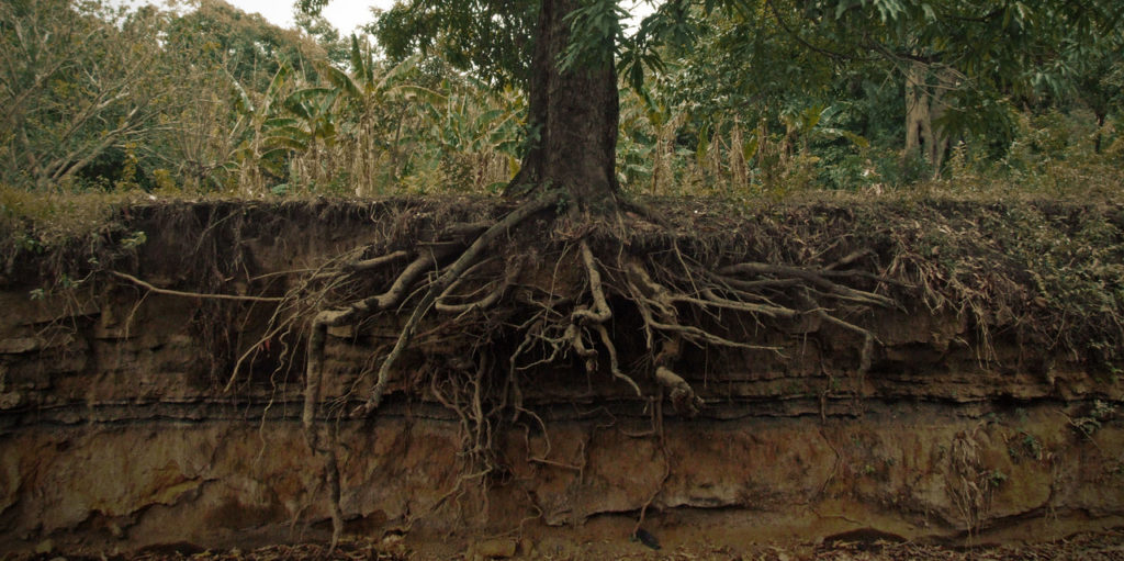 Palm Tree Roots Sewer Line Elvie Parish