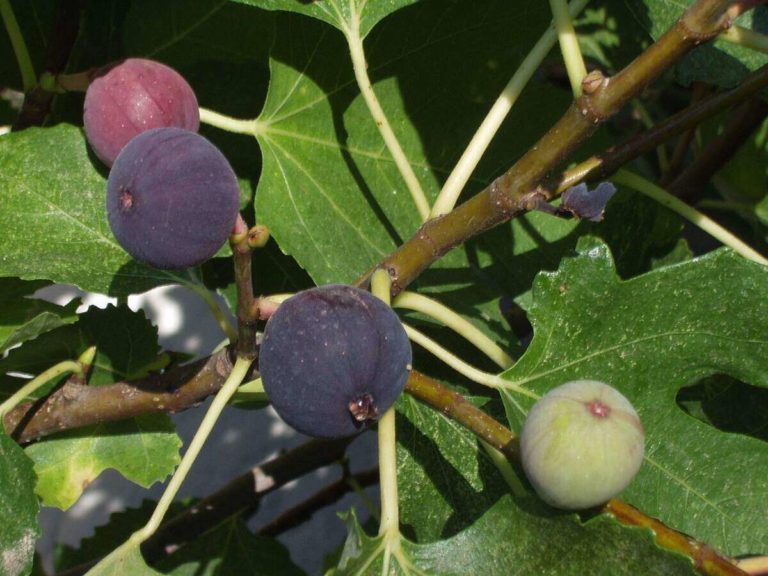 How to Care For and Plant Fig Trees
