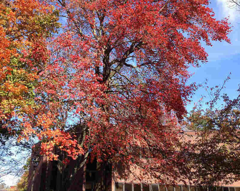 14 Best Trees to Plant in Atlanta, GA