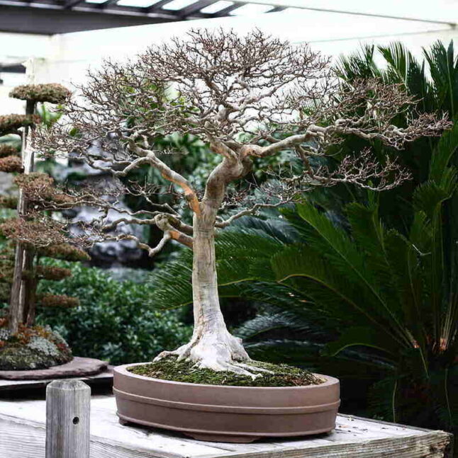 14 Best Trees to Plant in Atlanta, GA