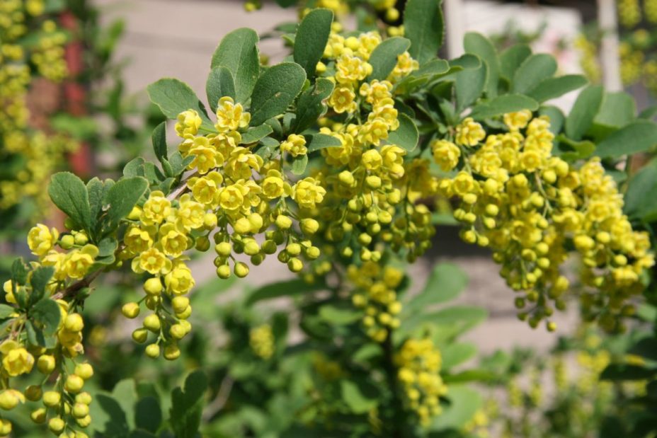 When to Prune Flowering Shrubs (and How to Do It)