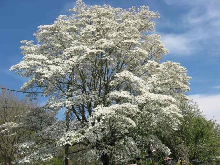 14 Best Trees to Plant in Atlanta, GA
