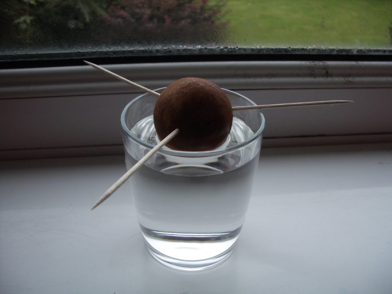Guide to Growing an Avocado Tree