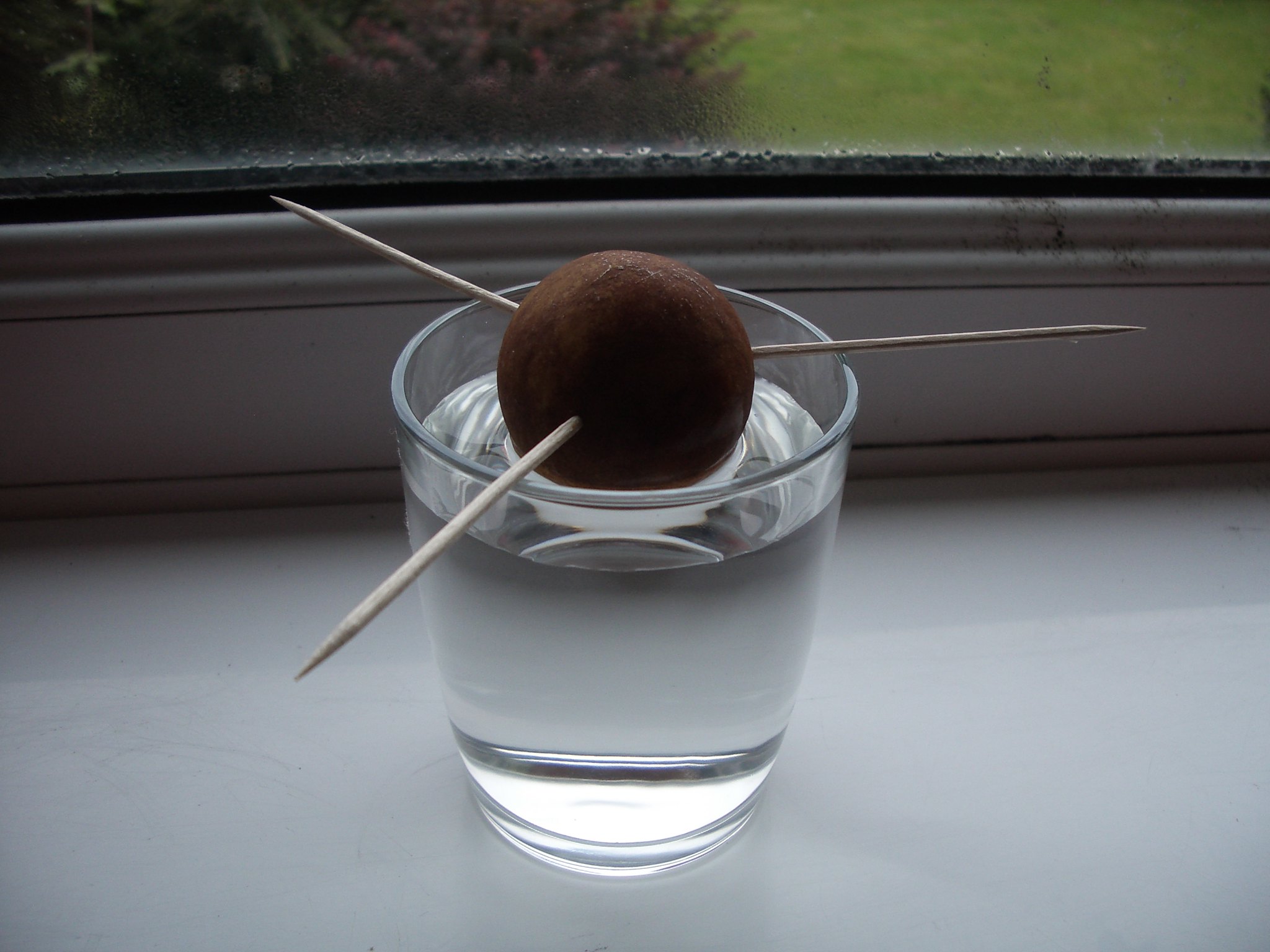 Guide to Growing an Avocado Tree