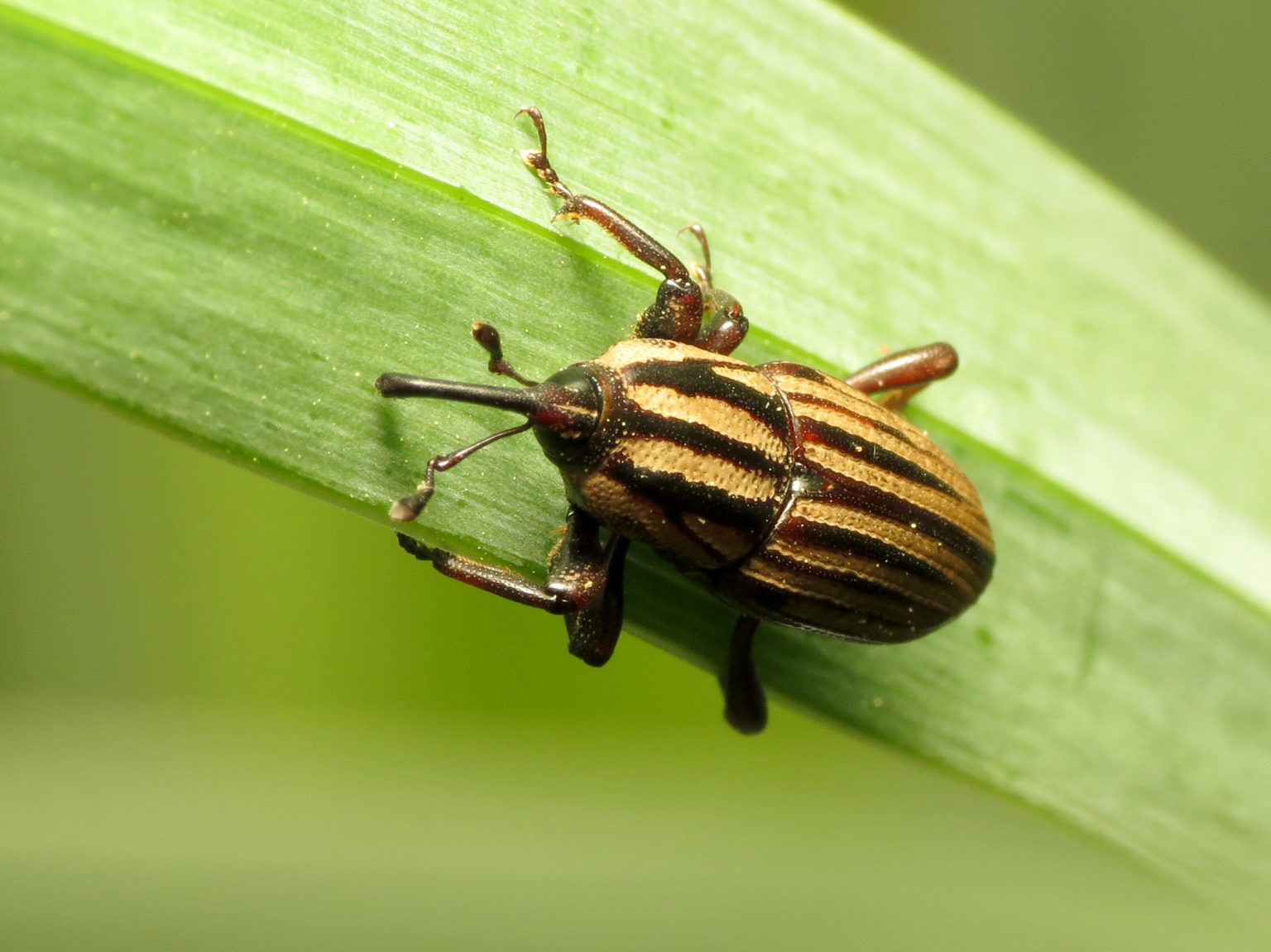 How to Identify and Control Billbugs in Your Lawn