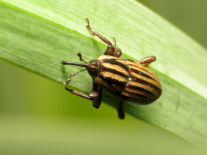 How to Identify and Control Billbugs in Your Lawn