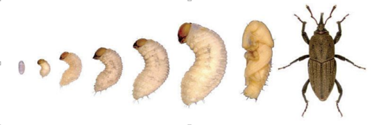 How to Identify and Control Billbugs in Your Lawn