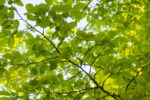 Best Native Trees to Plant in Washington, D.C.