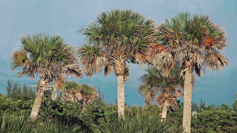 Lethal Bronzing and Palm Trees: Causes, Symptoms, and Prevention