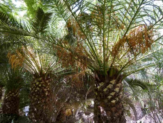 7 Best Palm Trees to Plant in Phoenix