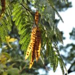 6 Best Trees to Plant in Houston - Lawnstarter