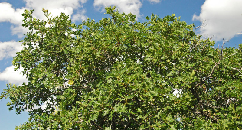 5 Best Native Trees to Plant in Denver