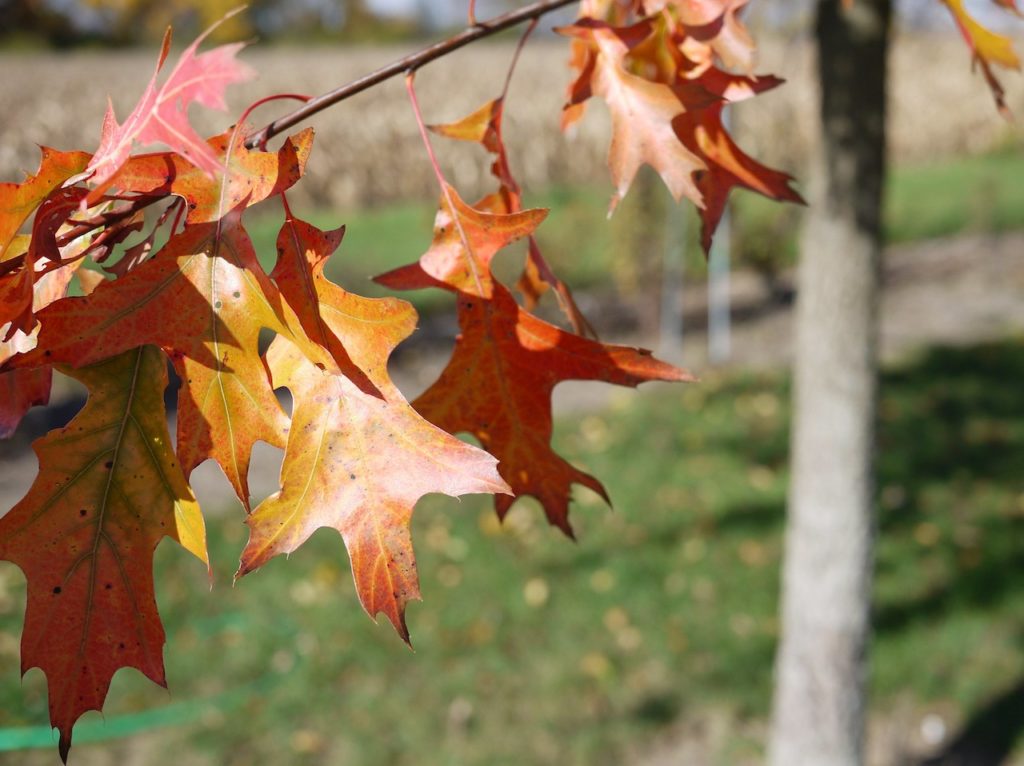 6 Best Trees to Plant in Fort Worth