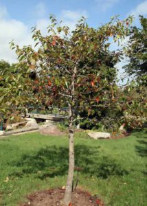 6 Best Native Trees for Richmond