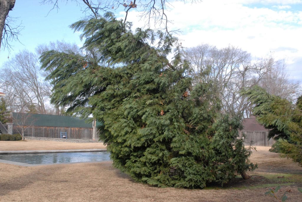 5 Worst Trees to Plant in Virginia Beach