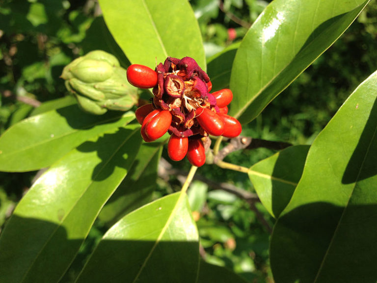 6 Best Native Trees for Richmond